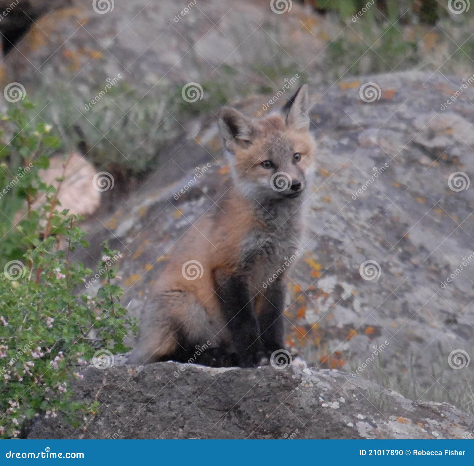 Young Red Fox Close Up stock photo. Image of watchful - 21017890