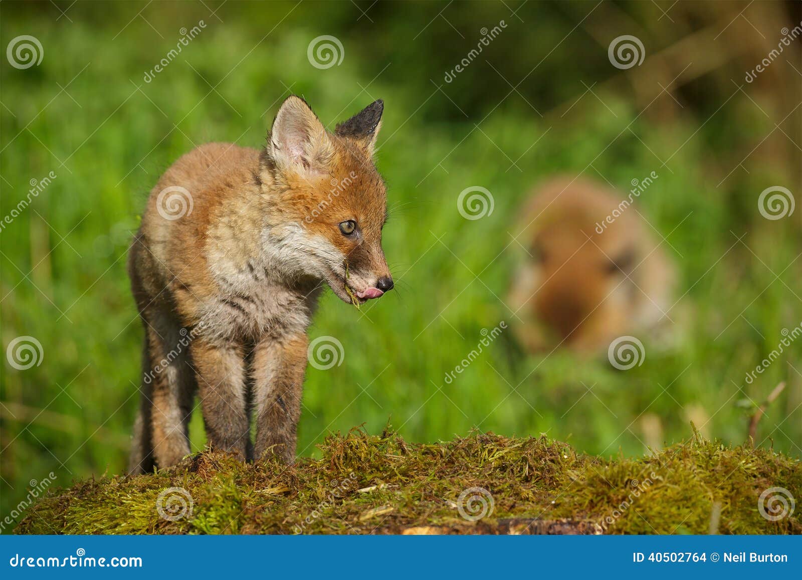 Young red fox discovering stock photo. Image of cute - 40502764