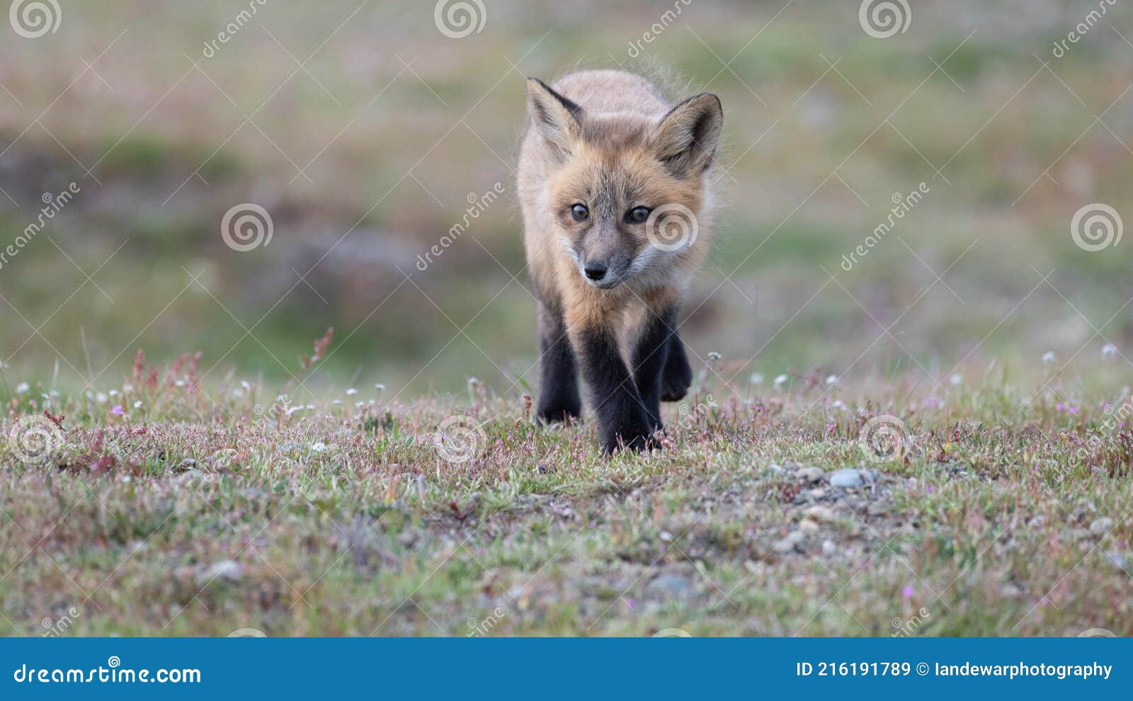 Young Red Fox Explores the Prarie Stock Image - Image of baby, cute ...
