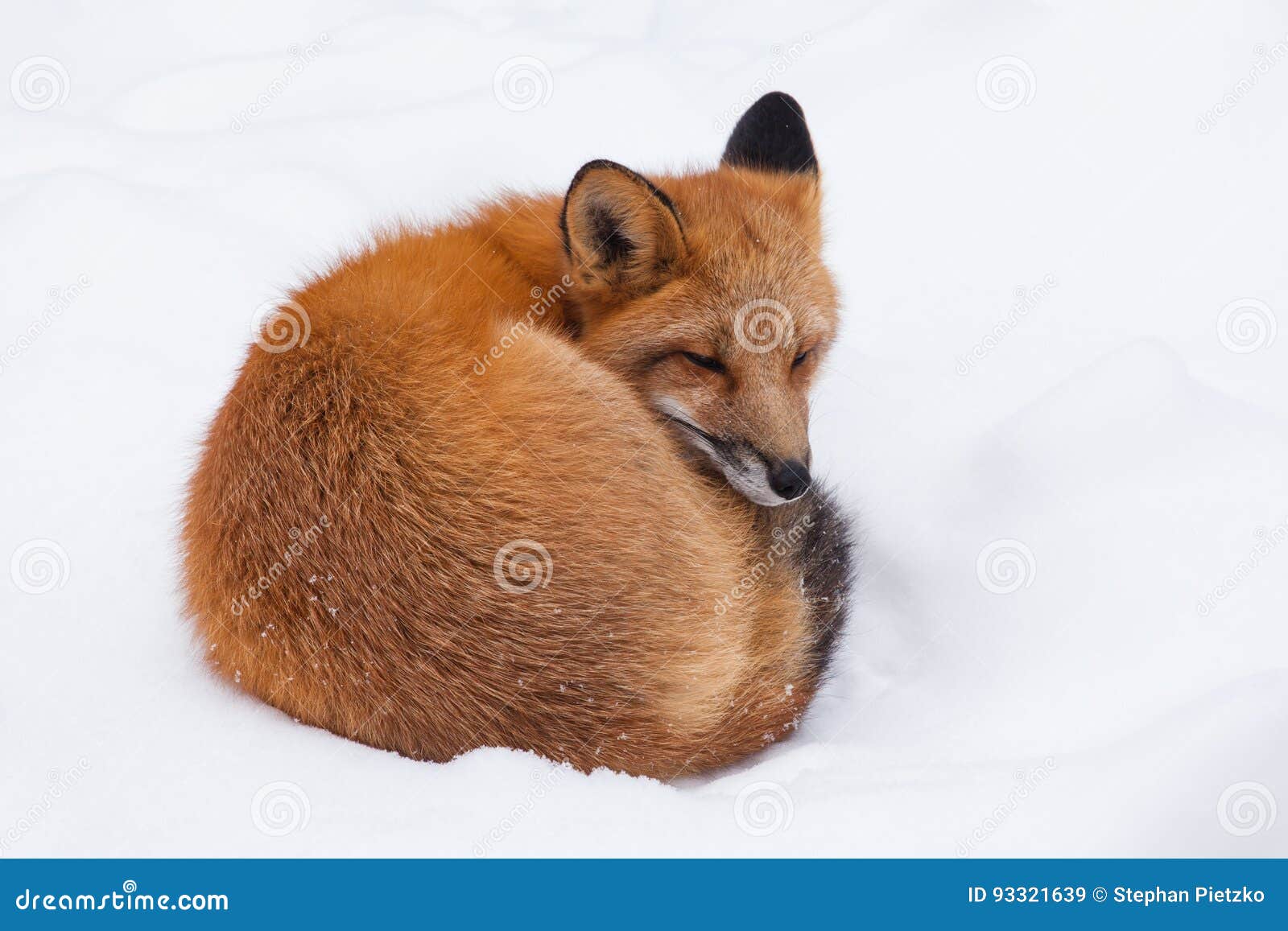 Young Red Fox Genus Vulpes Napping Curled Stock Image - Image of snow ...