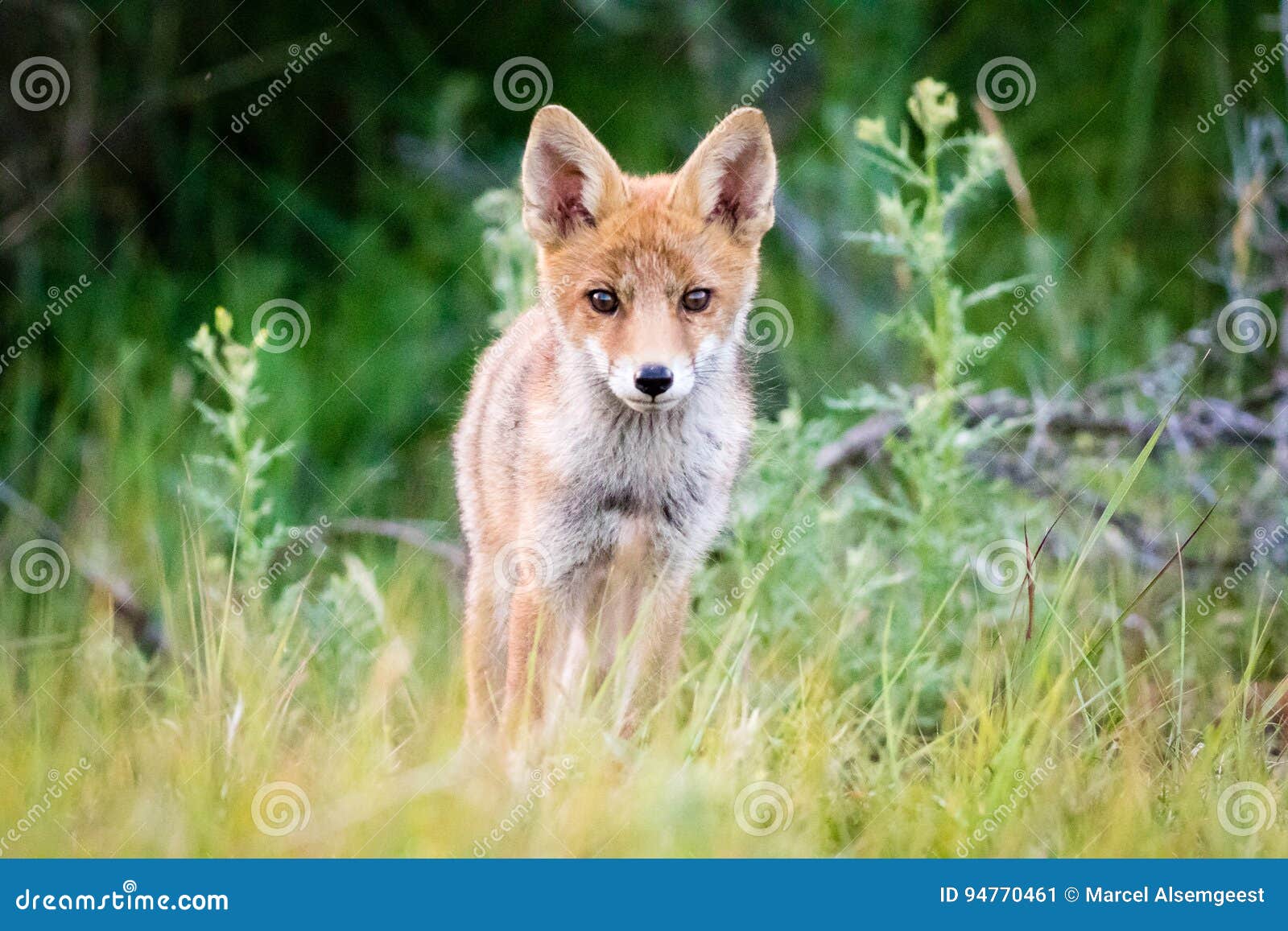 Young red fox stock image. Image of small, hunter, smart - 94770461