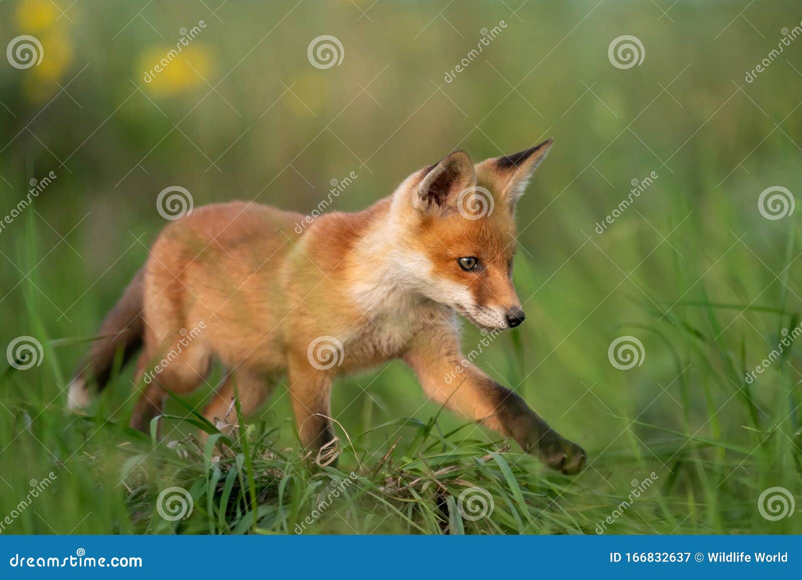 Young Red Fox in Grass on a Beautiful Light Stock Image - Image of ...