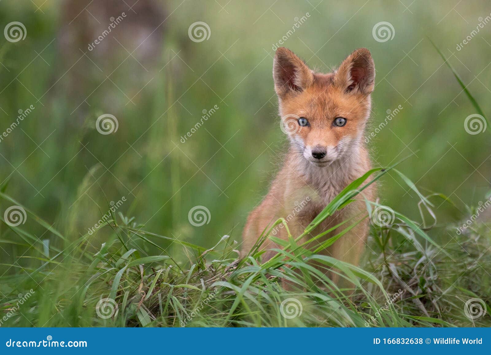 Young Red Fox in Grass on a Beautiful Light Stock Photo - Image of ...