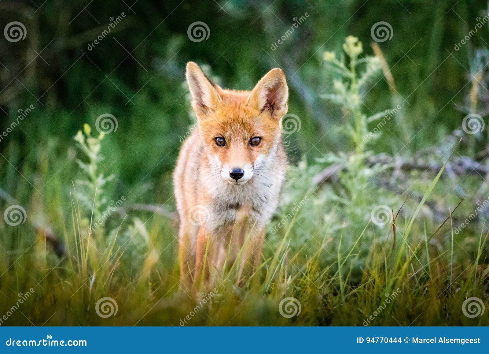 Young red fox stock photo. Image of green, hair, waterleidingduinen ...