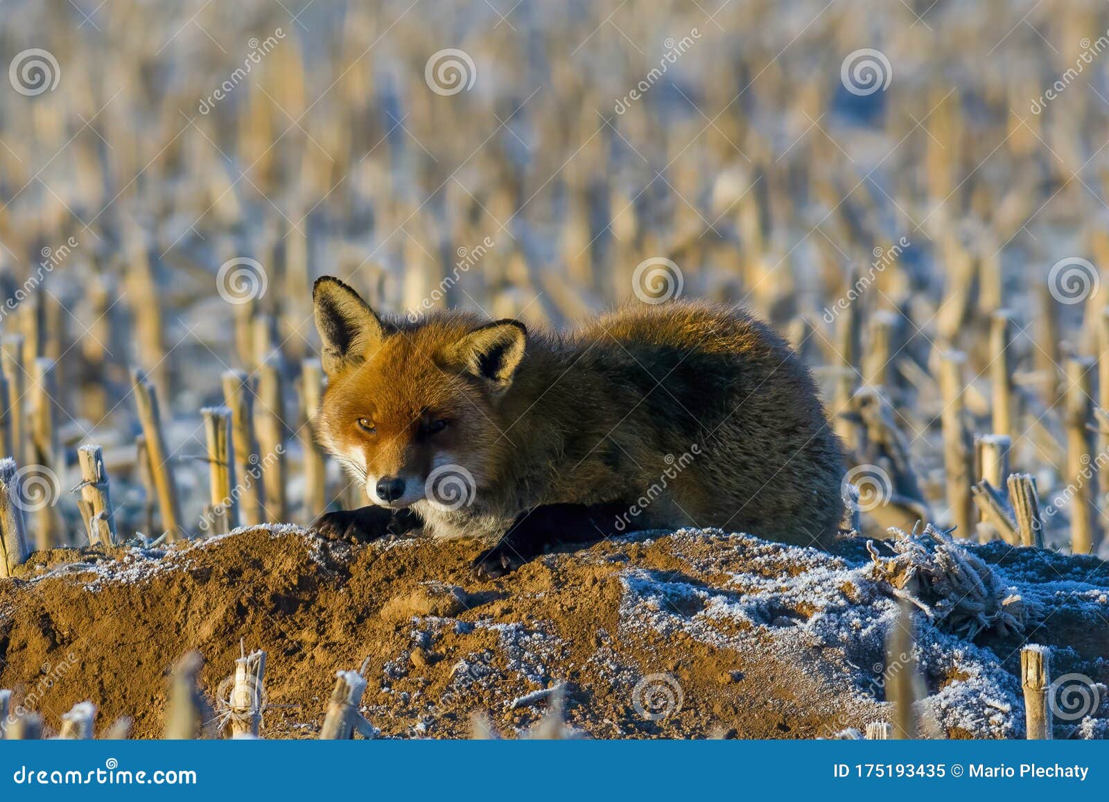 Young Red Fox is Hiding on Field Stock Image - Image of kits, european ...