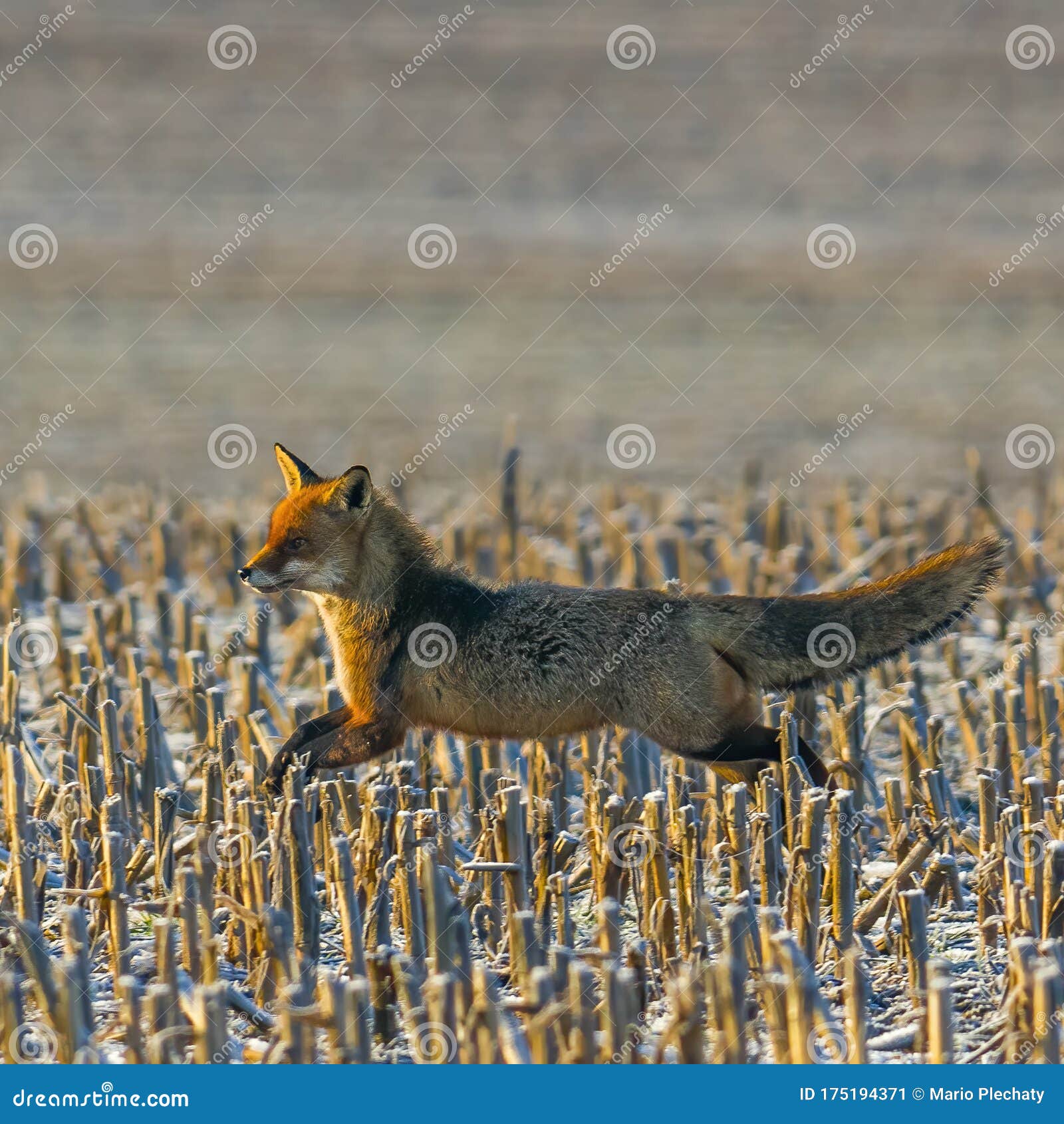 Young Red Fox is Hiding on Field Stock Image - Image of beauty, hiding ...