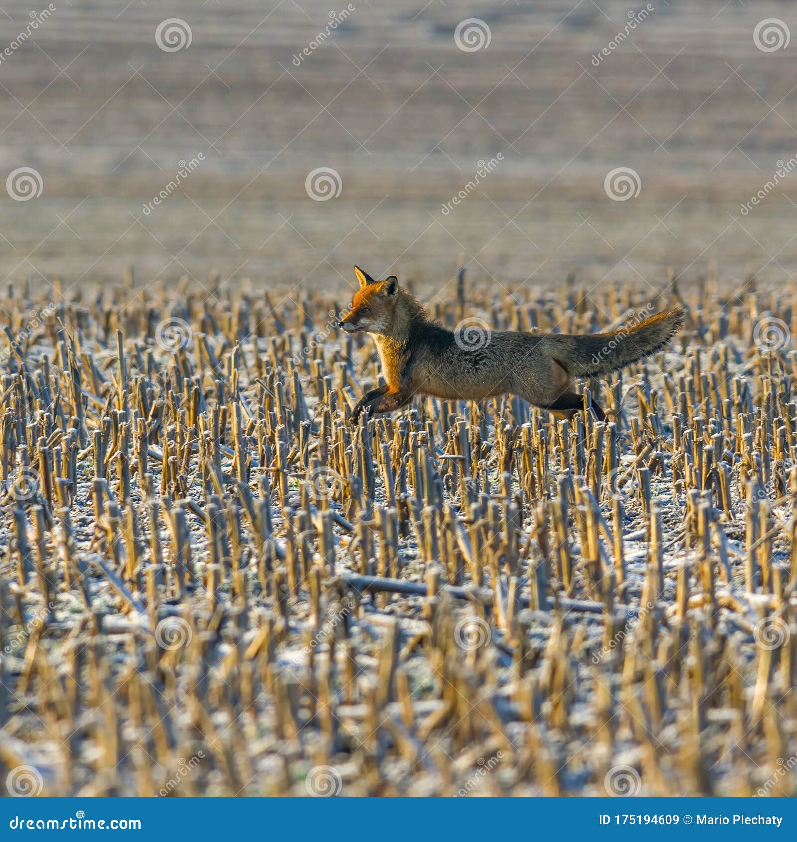 Young Red Fox is Hiding on Field Stock Image - Image of hunter, adult ...