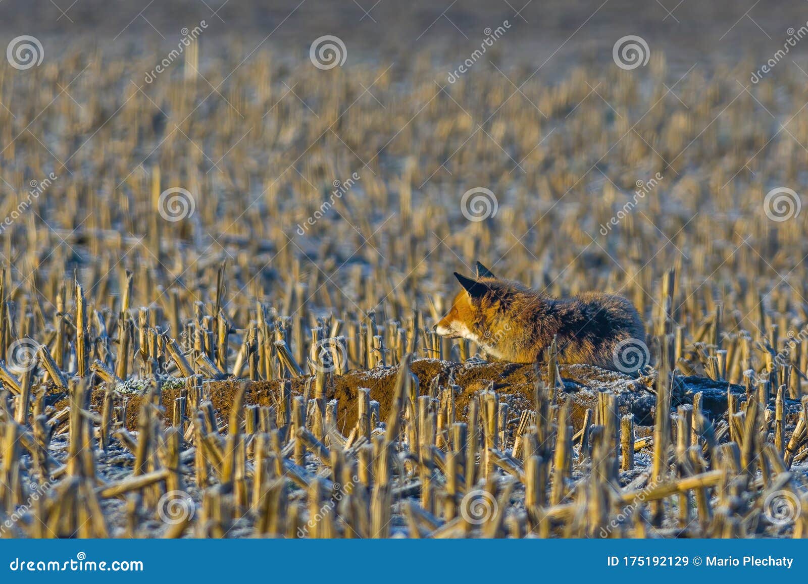 Young Red Fox is Hiding on Field Stock Image - Image of mammal, hunt ...
