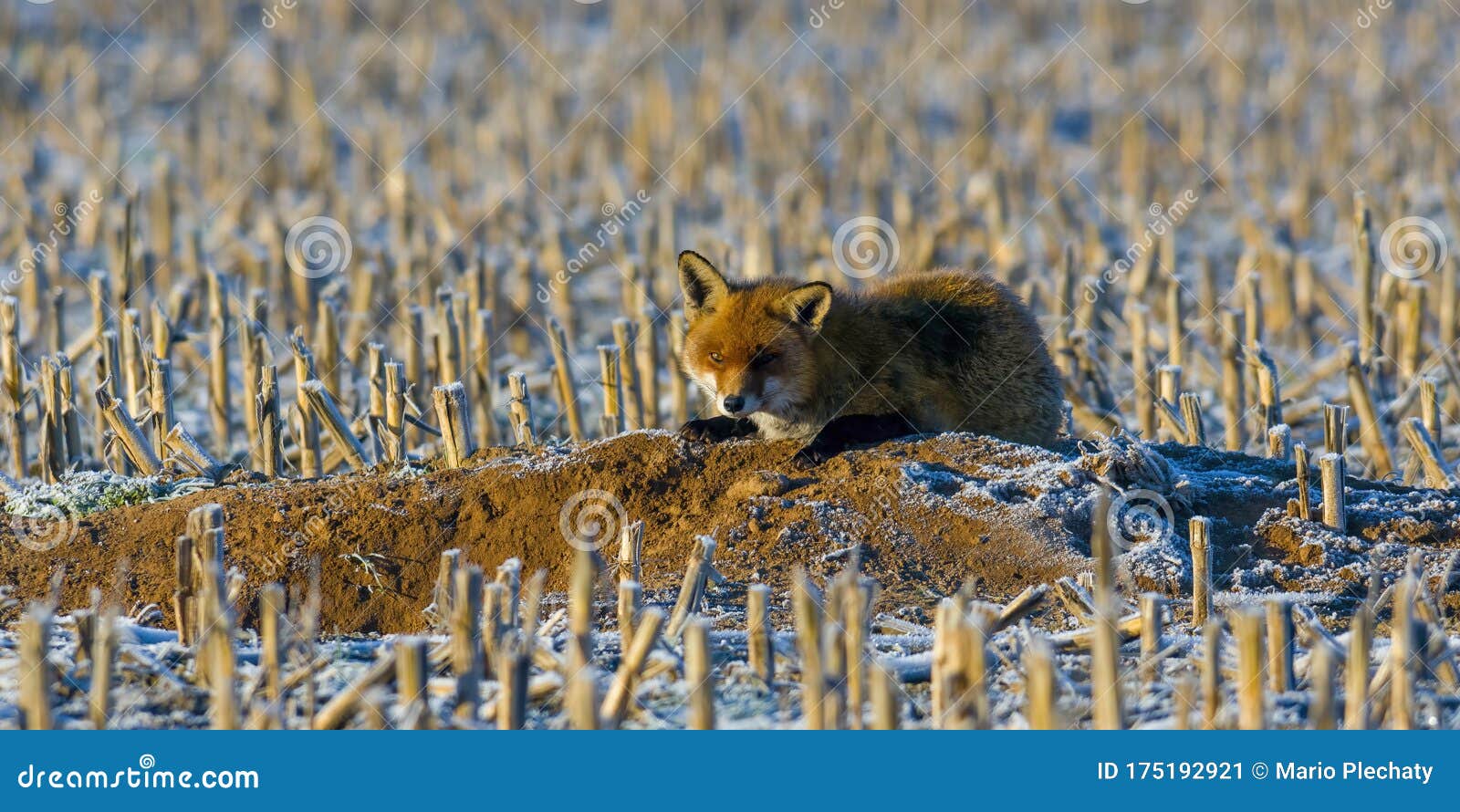 Young Red Fox is Hiding on Field Stock Image - Image of beautiful ...