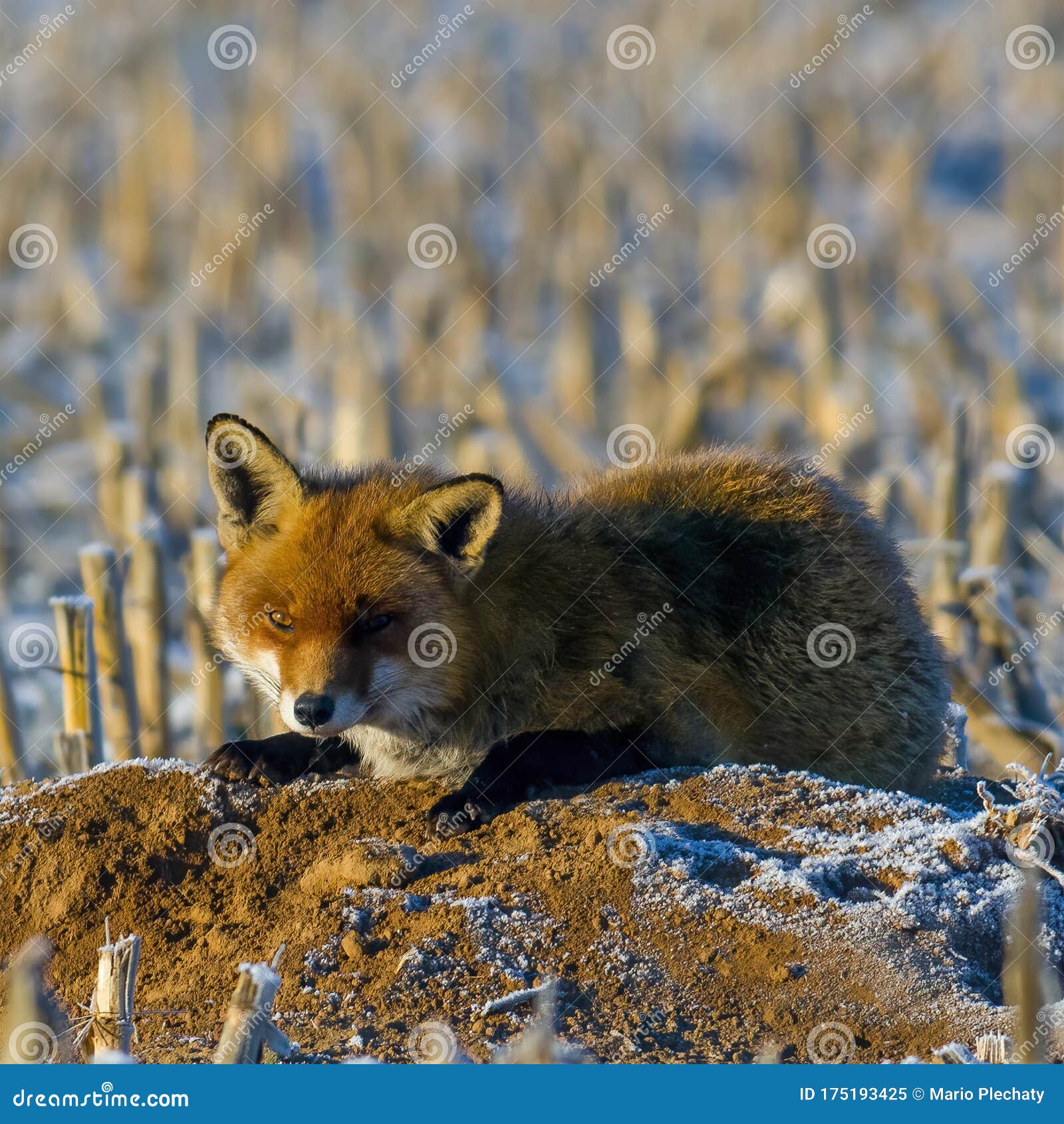 Young Red Fox is Hiding on Field Stock Image - Image of nose, carnivore ...