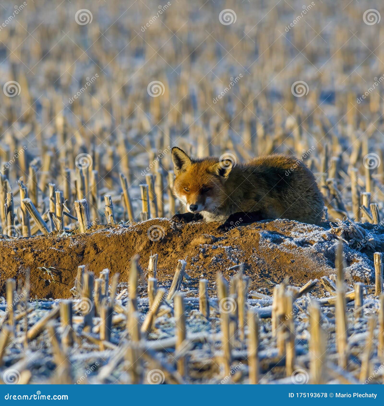 Young Red Fox is Hiding on Field Stock Photo - Image of detail, nose ...