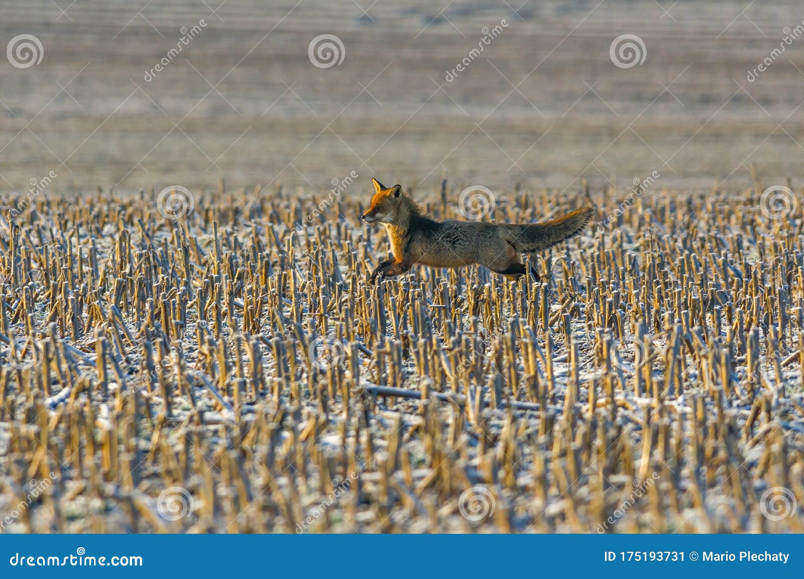 Young Red Fox is Hiding on Field Stock Image - Image of detail, natural ...