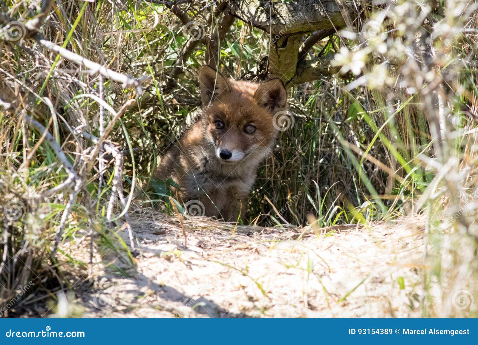 Young Red Fox Hiding in the Shade Stock Image - Image of natural, warm ...
