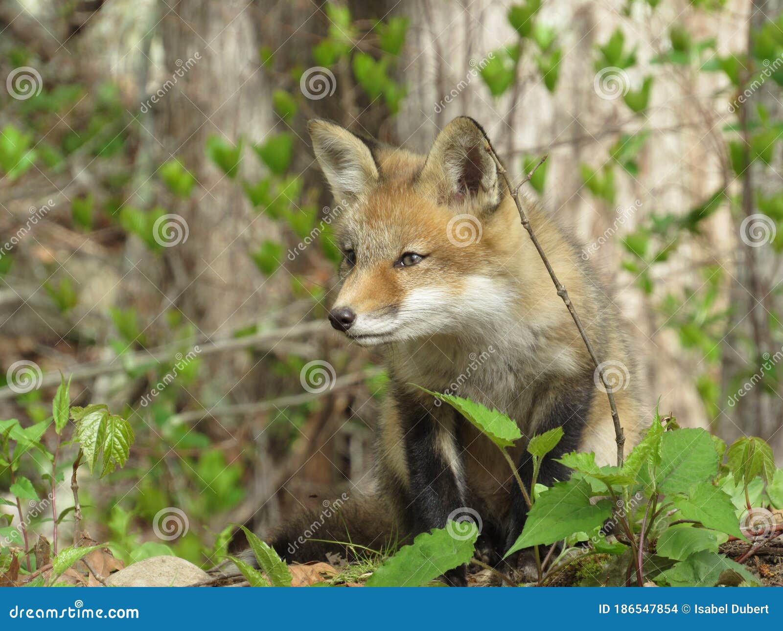 Young Red Fox Hunting in the Forest Stock Photo - Image of carnivore ...