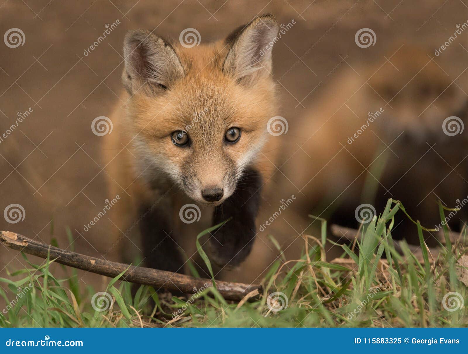 Young Red Fox Kit is Curious Outside His Den in a Meadow Stock Image ...