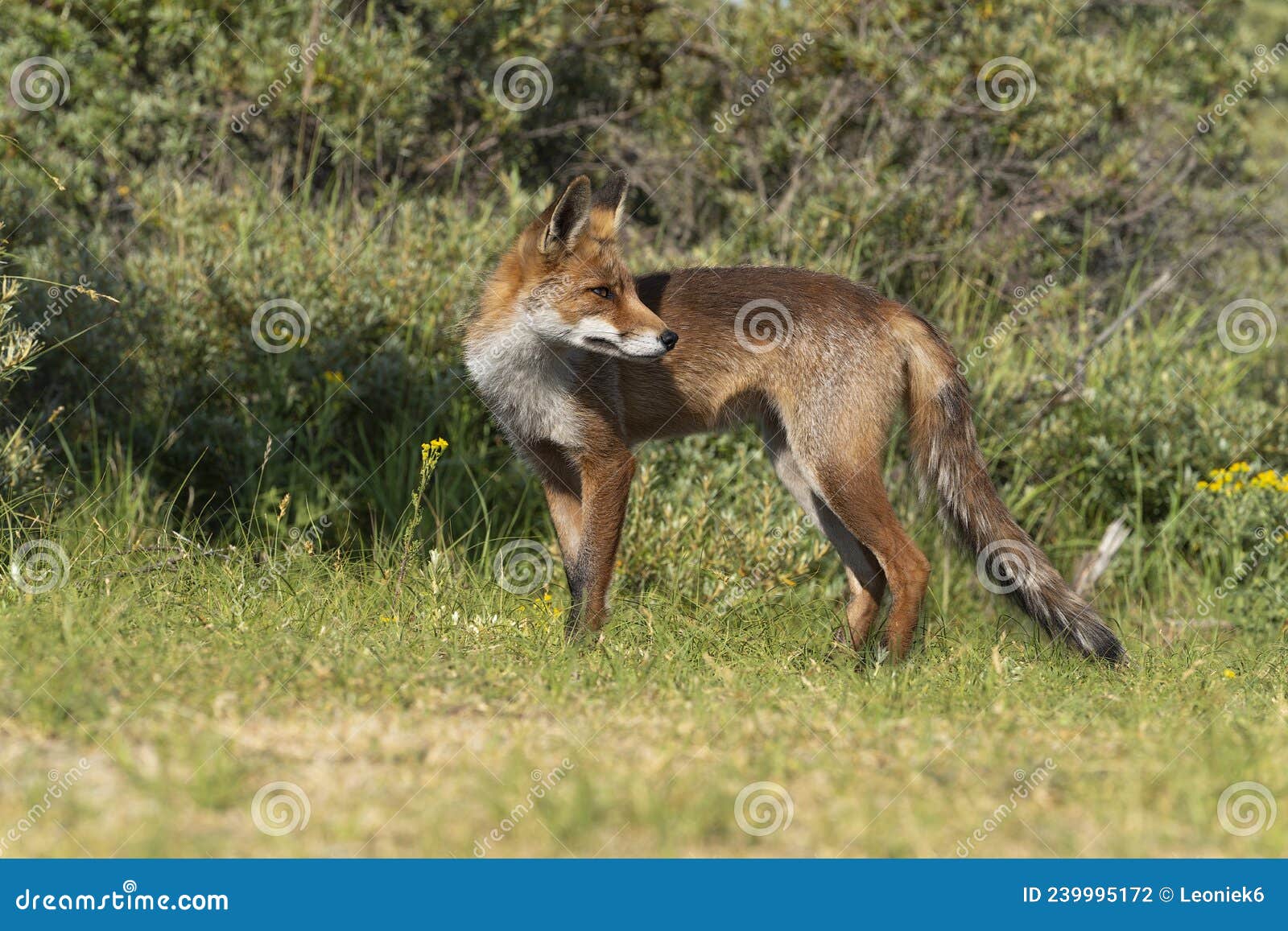 Young Red Fox, the Largest of the True Foxes, Standing Looking Back in ...