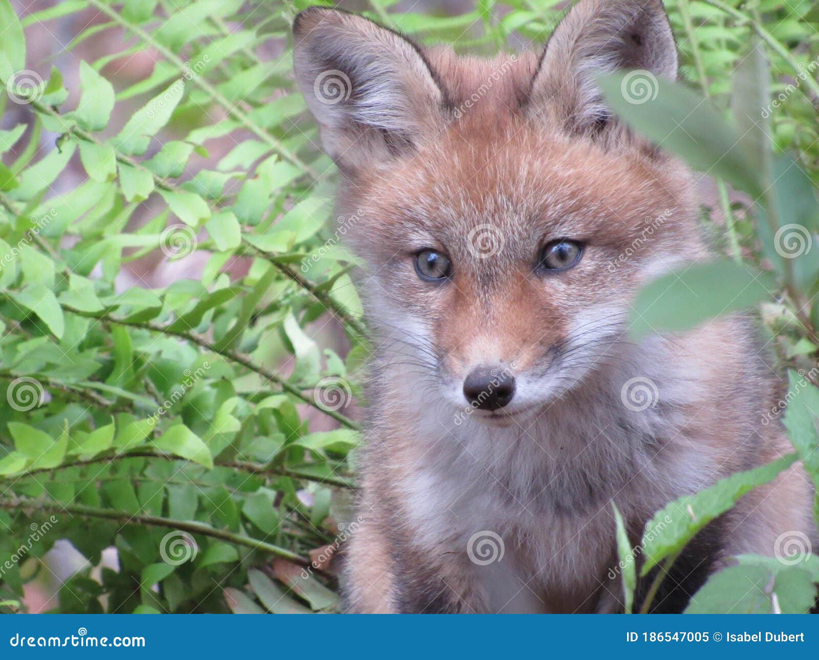 Young Red Fox Looking Towards Camera Stock Image - Image of face ...