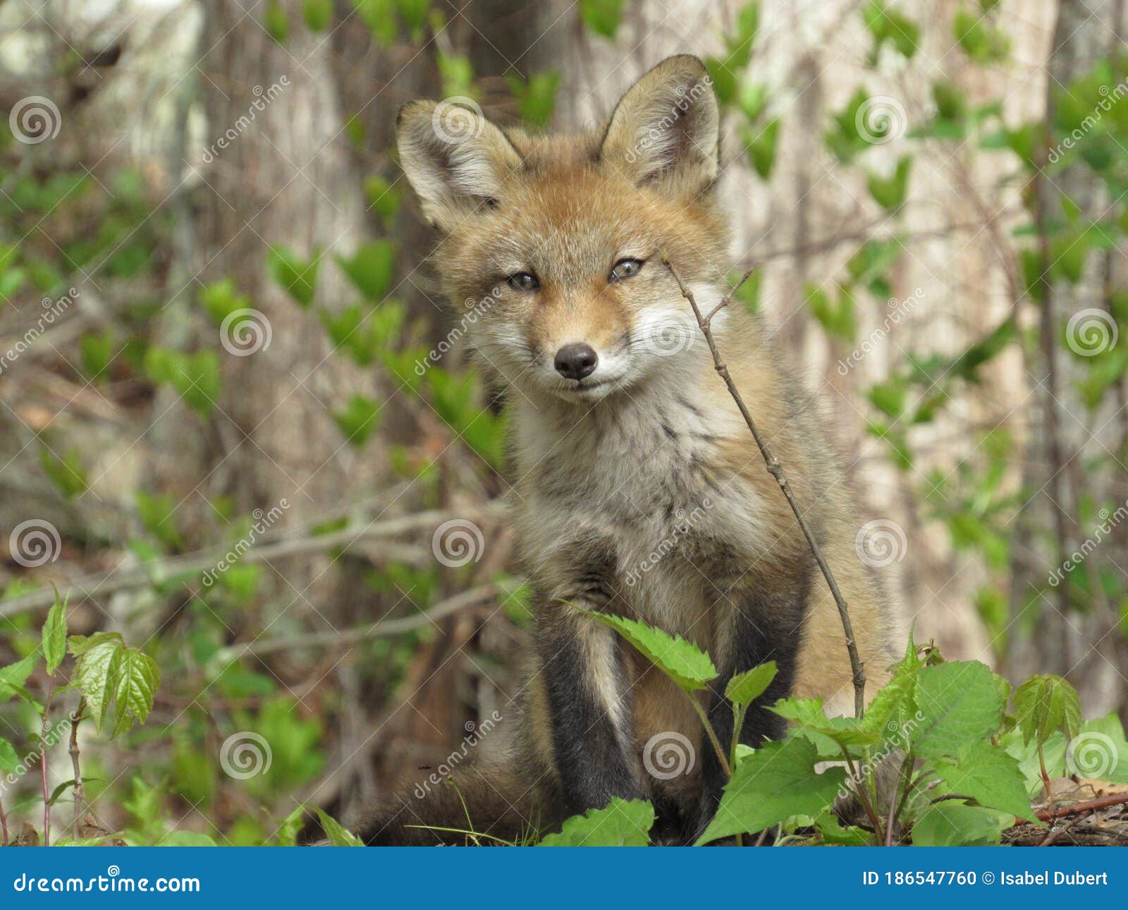 Young Red Fox Looking at the Camera Stock Photo - Image of outside ...