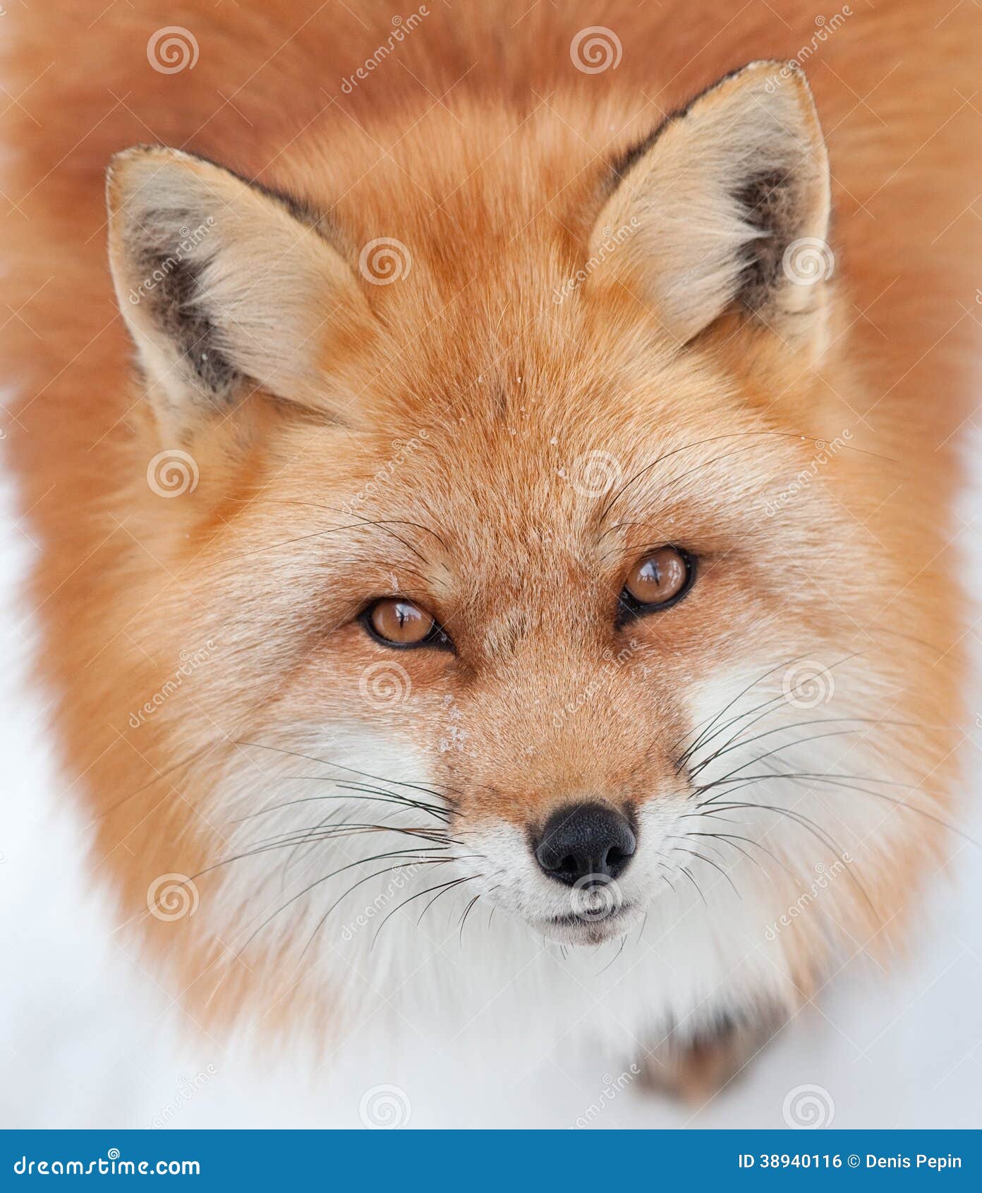 Young Red Fox Looking Up at the Camera Stock Photo - Image of canine ...