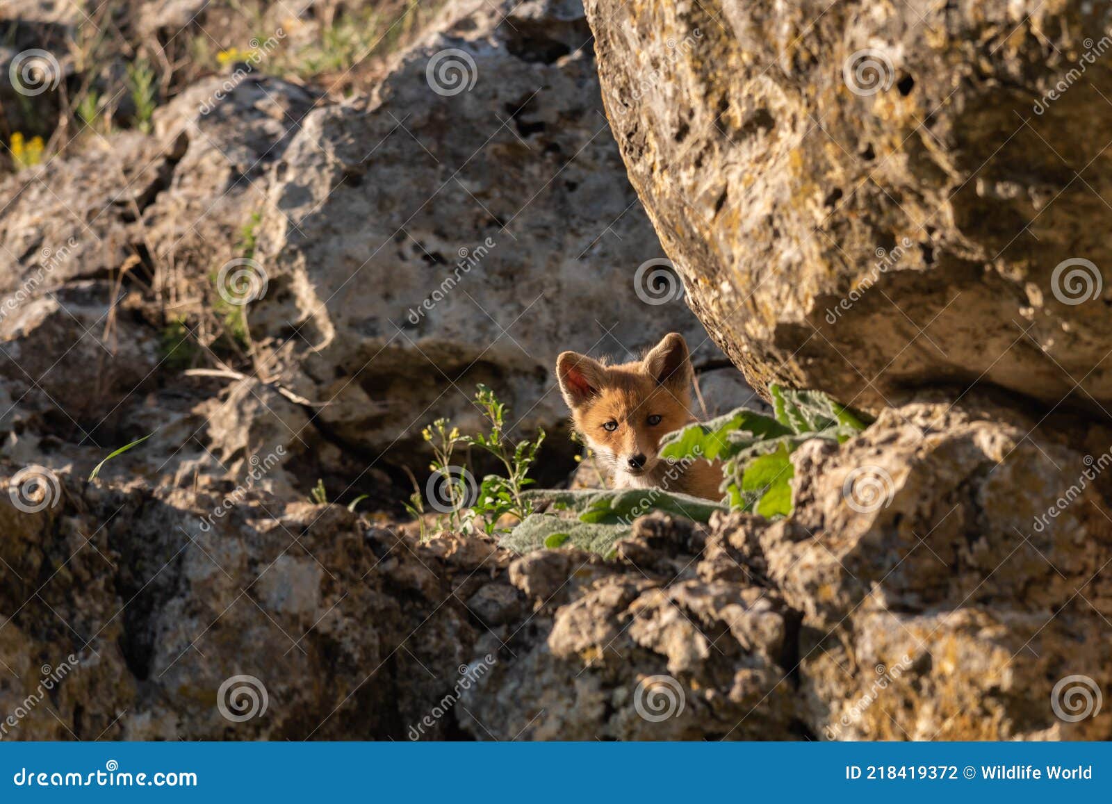 Young Red Fox Looks Out of His Burrows. Vulpes Vulpes Stock Photo ...