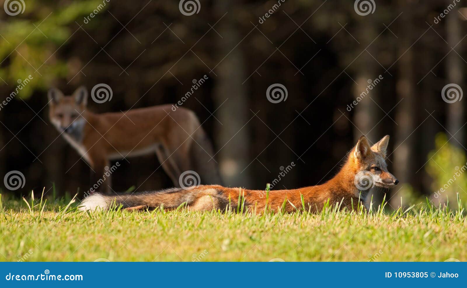 Young Red Fox Resting on the Grass Stock Image - Image of resting ...
