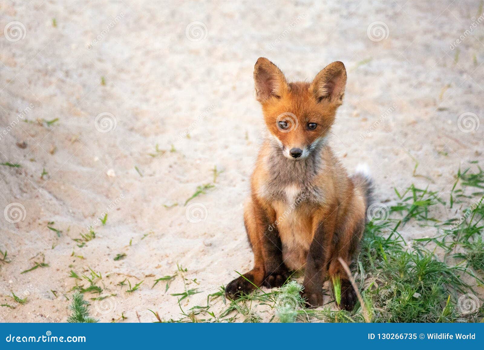 Young Red Fox Sitting Near His Burrow Stock Image - Image of babyfox ...