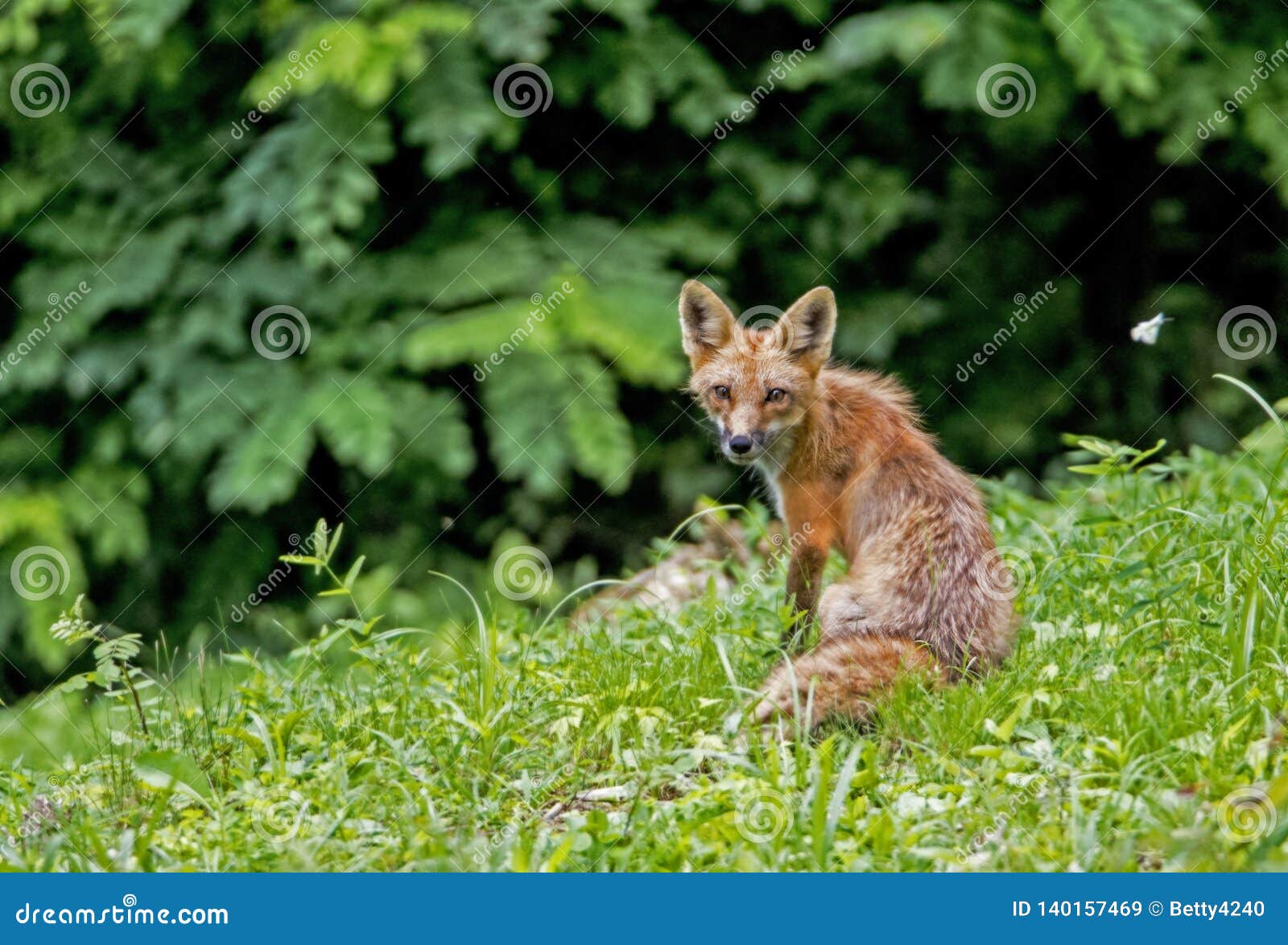 A Young Red Fox is Sitting Waiting for Siblings. Stock Image - Image of ...