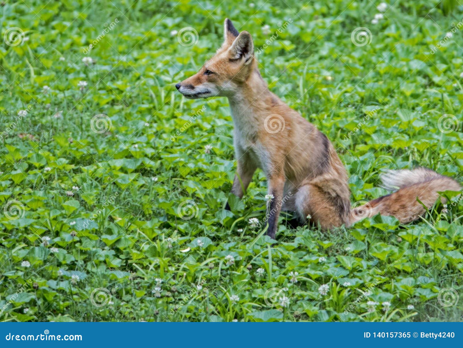 A Young Red Fox is Sitting Waiting for Siblings. Stock Image - Image of ...