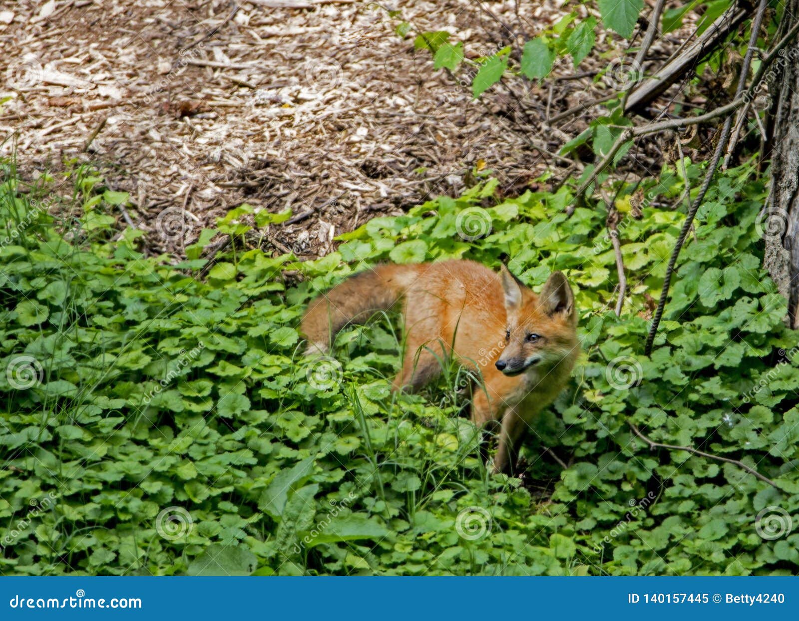 A Young Red Fox is Sitting Waiting for Siblings. Stock Image - Image of ...
