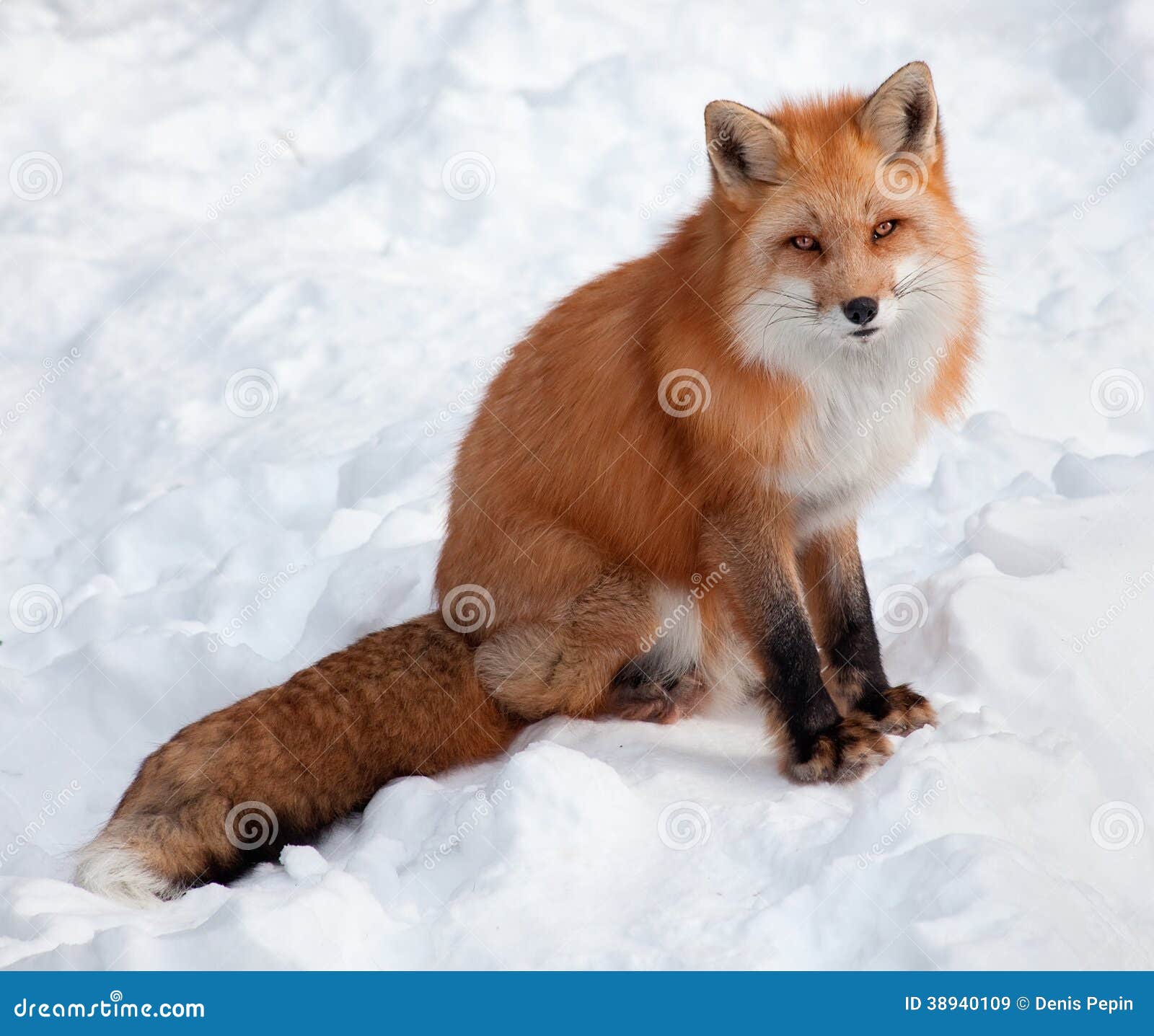 Young Red Fox in the Snow Looking at the Camera Stock Image - Image of ...