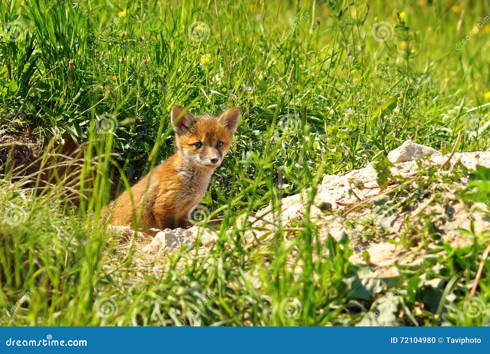 Young red fox stock photo. Image of animal, baby, canine - 72104980