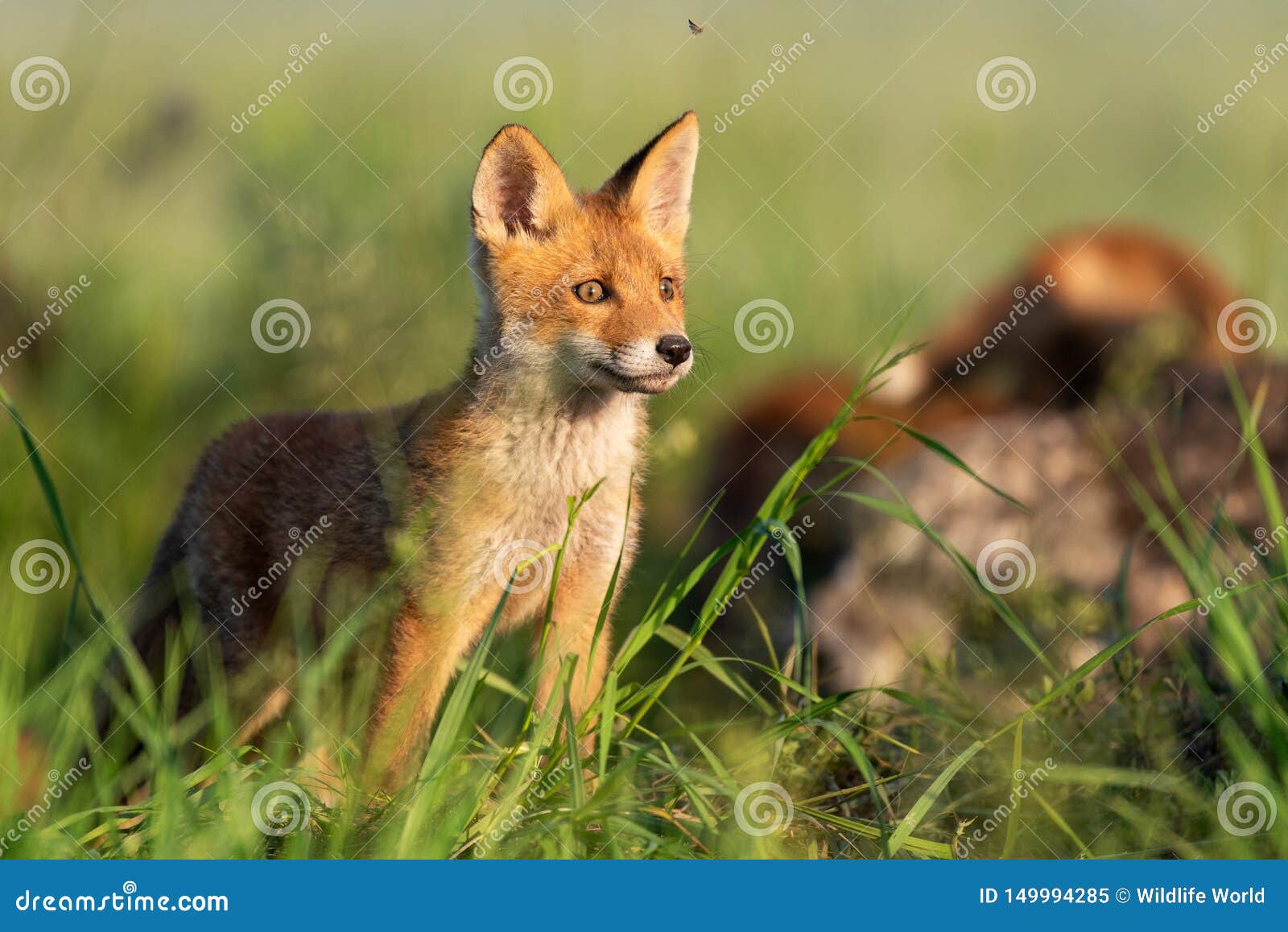 Young Red Fox Stands in the Grass on a Beautiful Light Stock Image ...