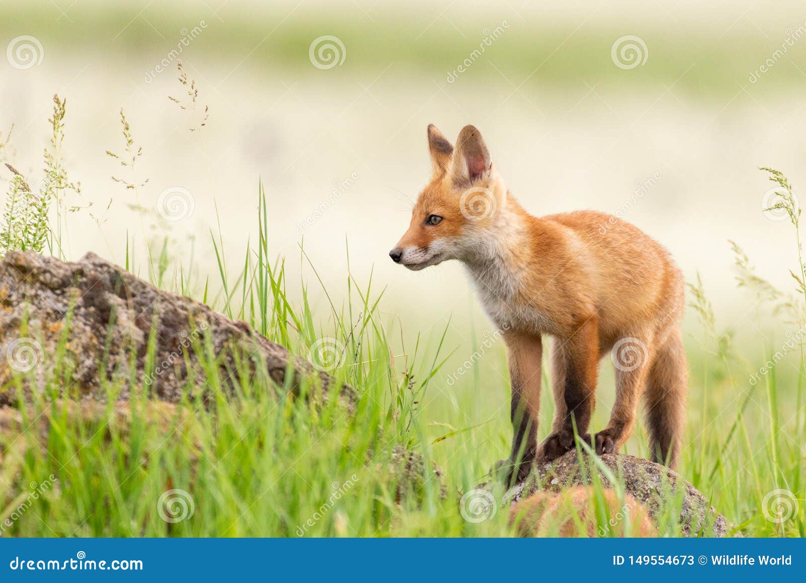 Young Red Fox Stands on a Rock on a Beautiful Light Stock Image - Image ...