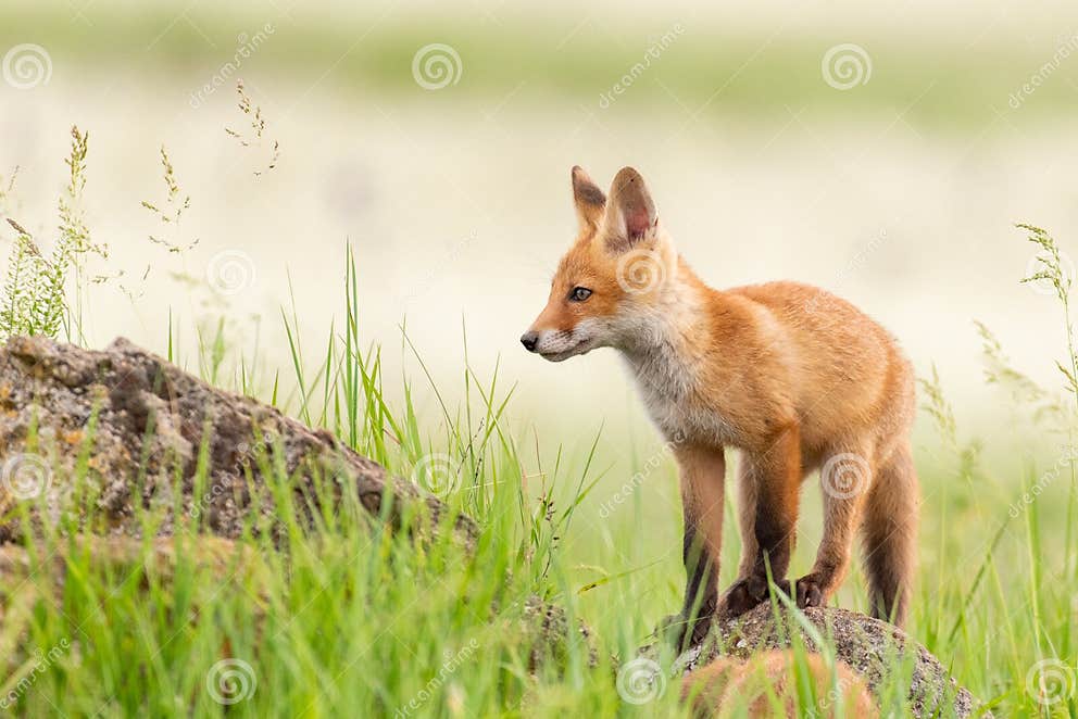 Young Red Fox Stands on a Rock on a Beautiful Light Stock Image - Image ...
