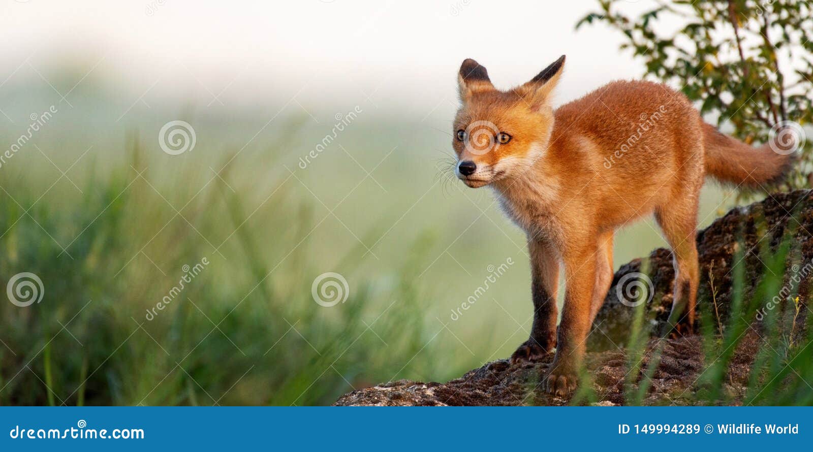 Young Red Fox Stands on a Rock in the Grass Stock Image - Image of ...