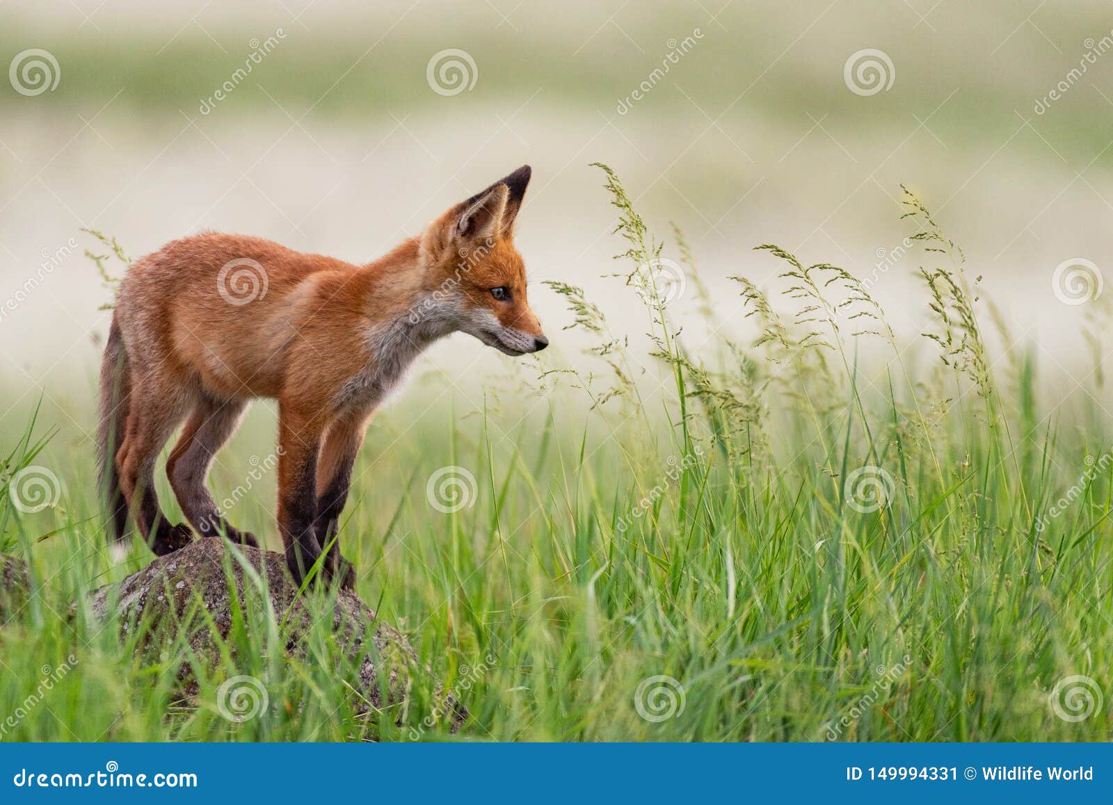 Young Red Fox Stands on a Rock in the Grass Stock Image - Image of ...