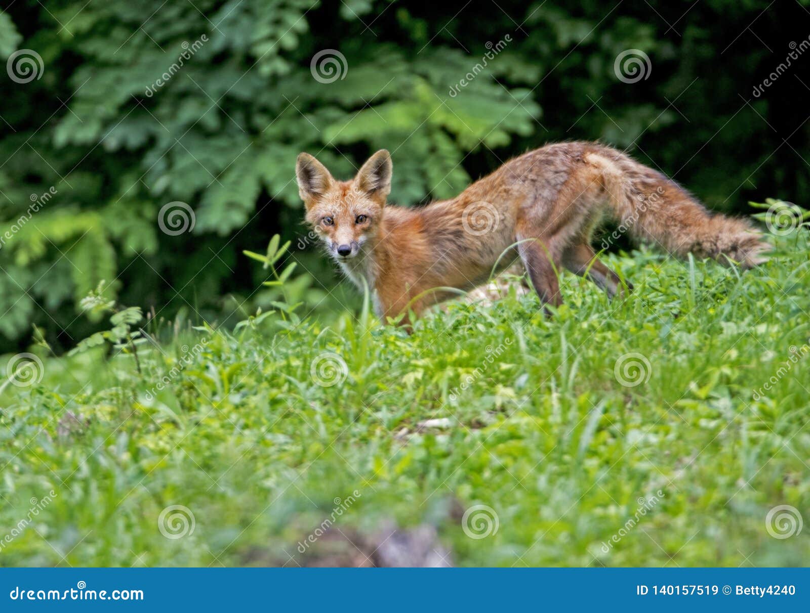 A Young Red Fox Stares at the Camera. Stock Image - Image of burrow ...