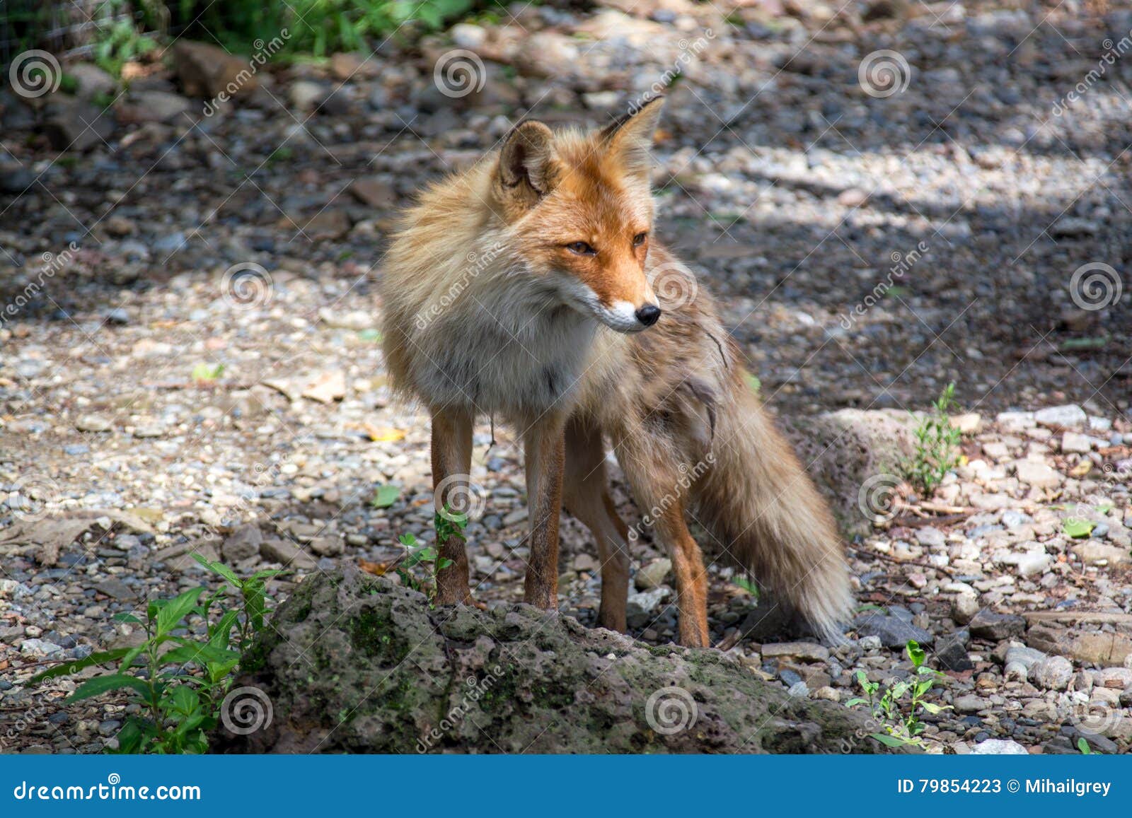 Young red fox stock image. Image of fluffy, hunting, predatory - 79854223