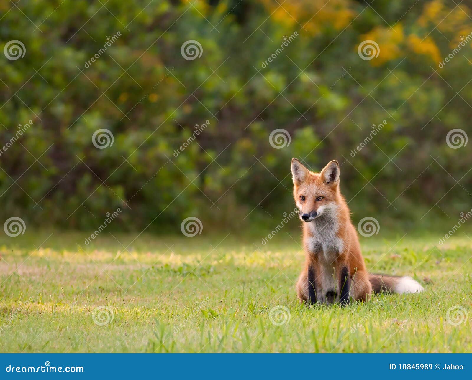 Young Red Fox Watching for Movement in the Grass Stock Image - Image of ...