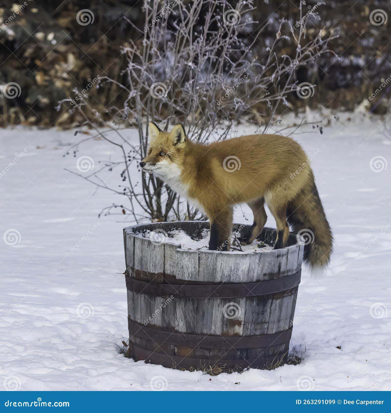 A Young Red Fox during Winter in Alaska Stock Image - Image of snow ...