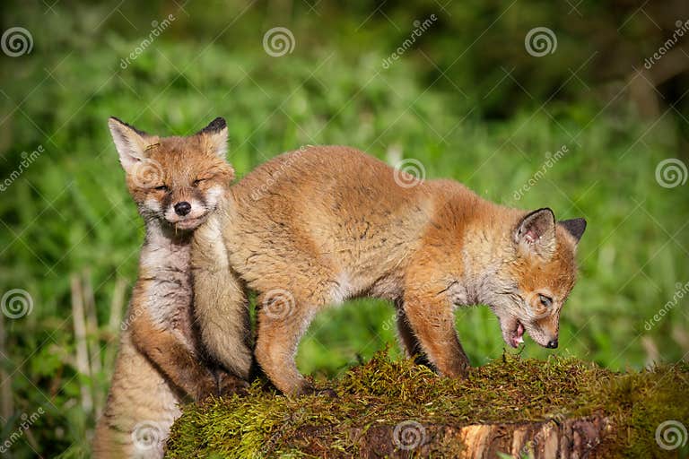Young red foxes at play stock photo. Image of eyes, soft - 41180306