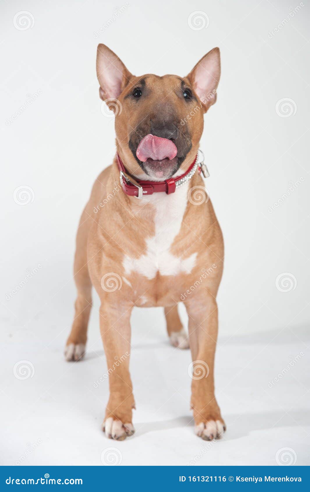 Young Red-haired Bull Terrier on White Stock Photo - Image of light ...