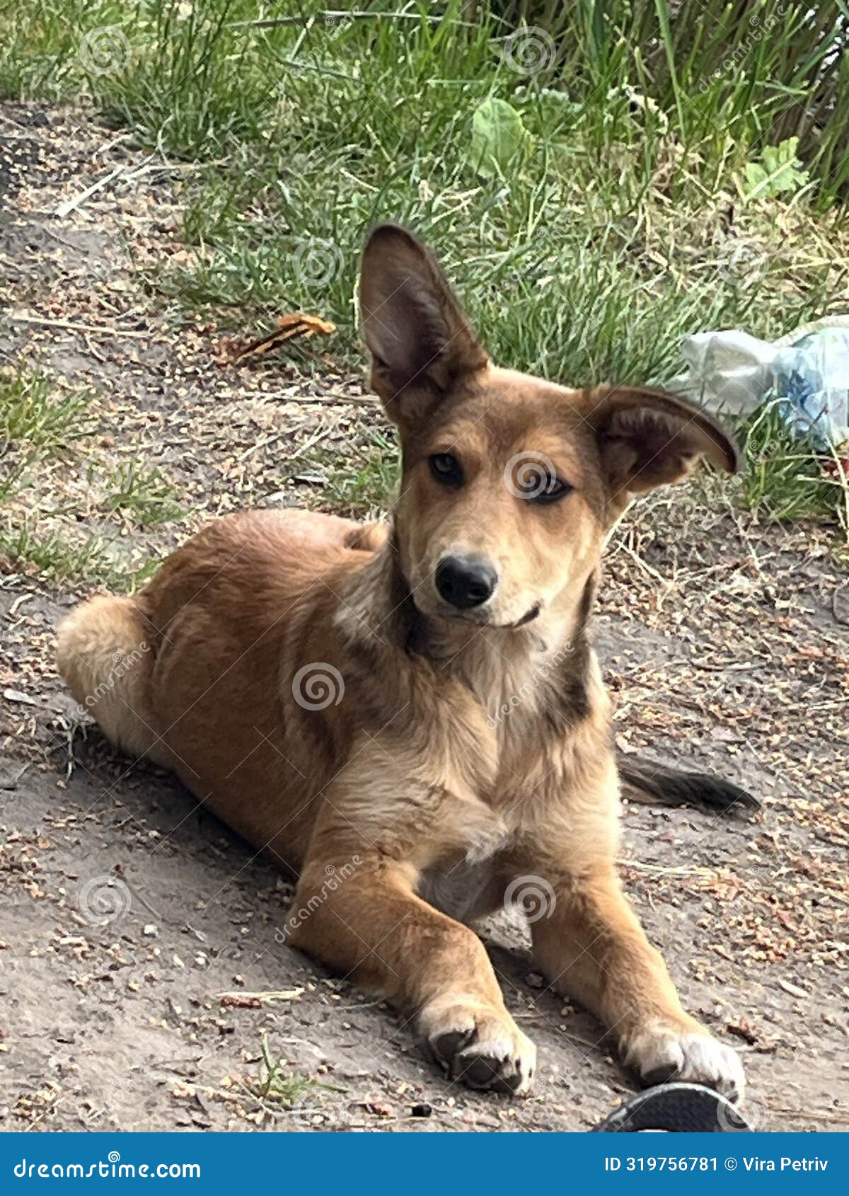 A Young Red-haired Dog with a Lowered Ear is Walking on a Forest Path ...