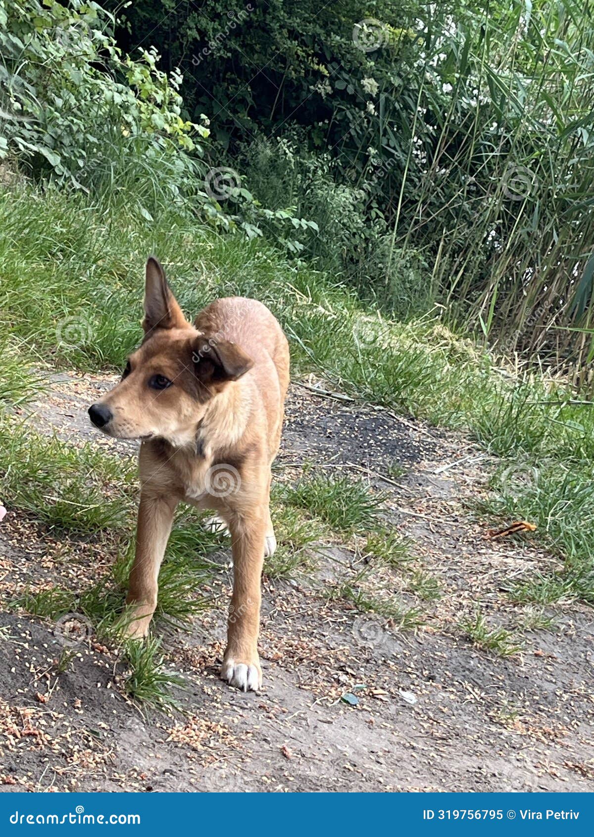 A Young Red-haired Dog with a Lowered Ear is Walking on a Forest Path ...