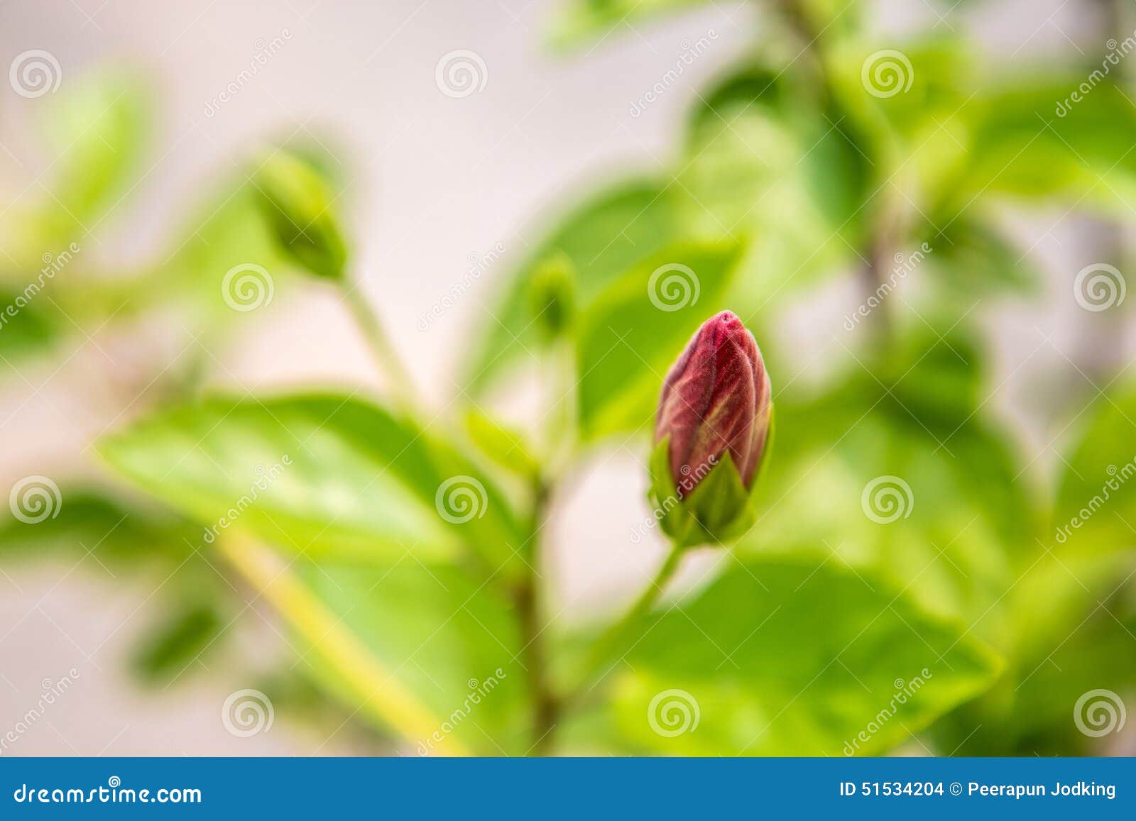A Young Red Hibiscus Flower in Garden Stock Photo - Image of blossom ...