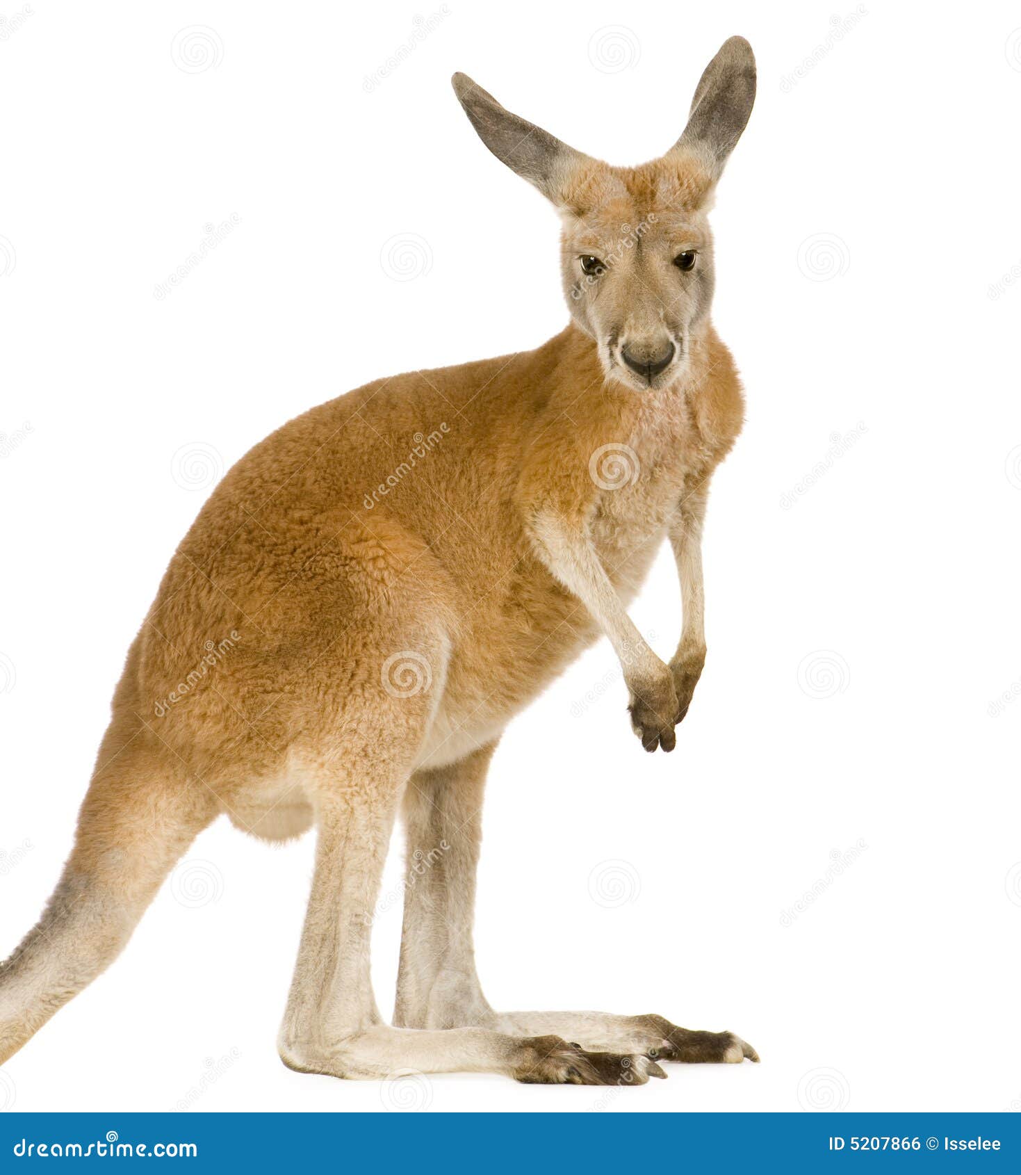 Macropus Rufus - Red Kangaroo - Grazing On Green Grass In The Pocket ...
