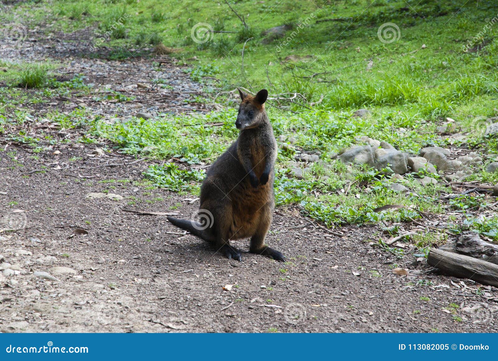 Young Red Kangaroo ,australia Stock Image - Image of love, animal ...