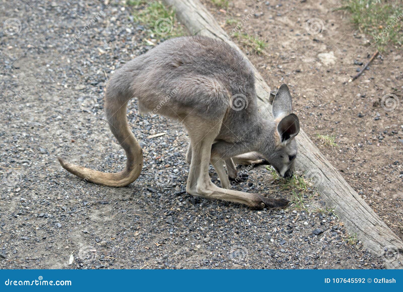 Young red kangaroo stock photo. Image of joey, furl - 107645592