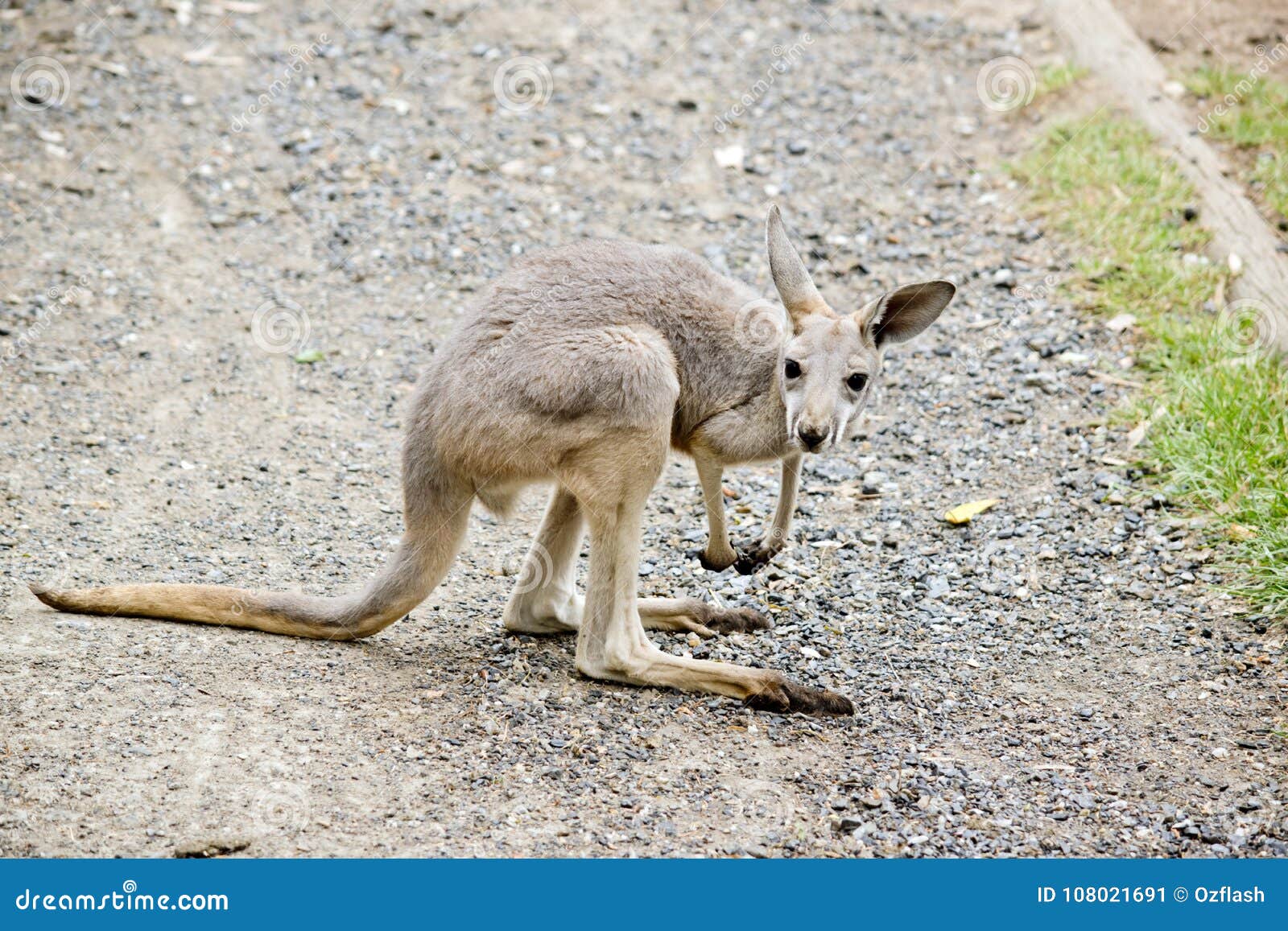 Young red kangaroo stock image. Image of grey, auburn - 108021691
