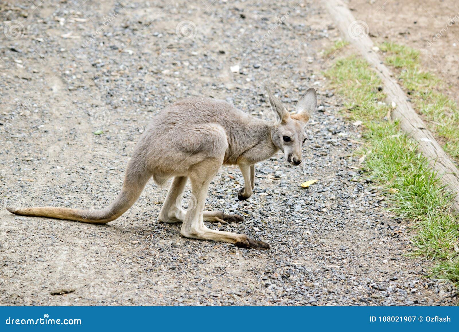 Young red kangaroo stock image. Image of auburn, australia - 108021907